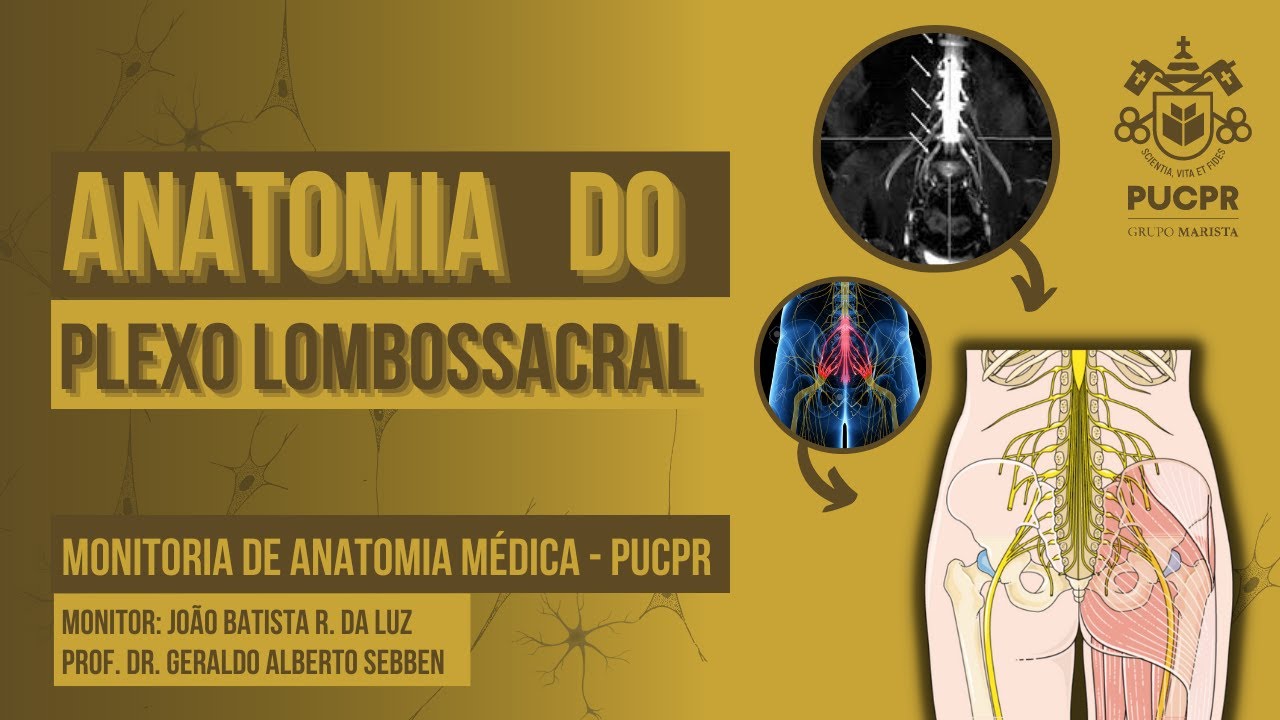 Plexo Lombossacral - Monitoria de Anatomia Médica I PUCPR - YouTube