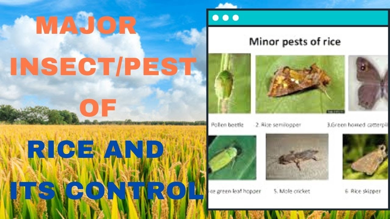 Major insect/pest of rice and its control - YouTube