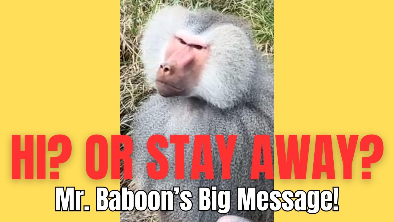 Is Mr. Baboon Saying Hi or Stay Away? Understanding Baboon Behavior at ...