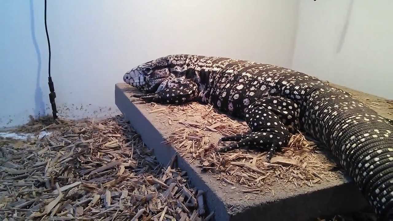 Buddy the tegu going back home from his nap in the towels (filmed with ...