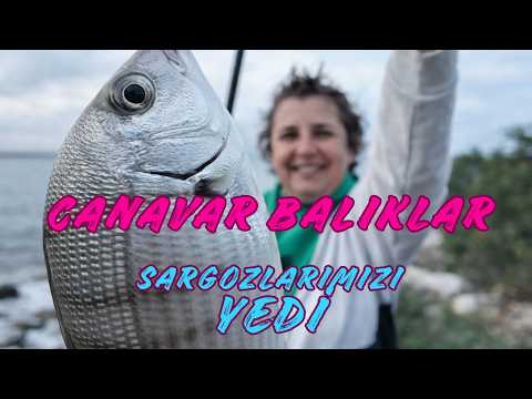 Denizde Canavar Var, Oltalarımızı Parçaladı - Bol Balık #fyp #reels #shorts #camping #caravan