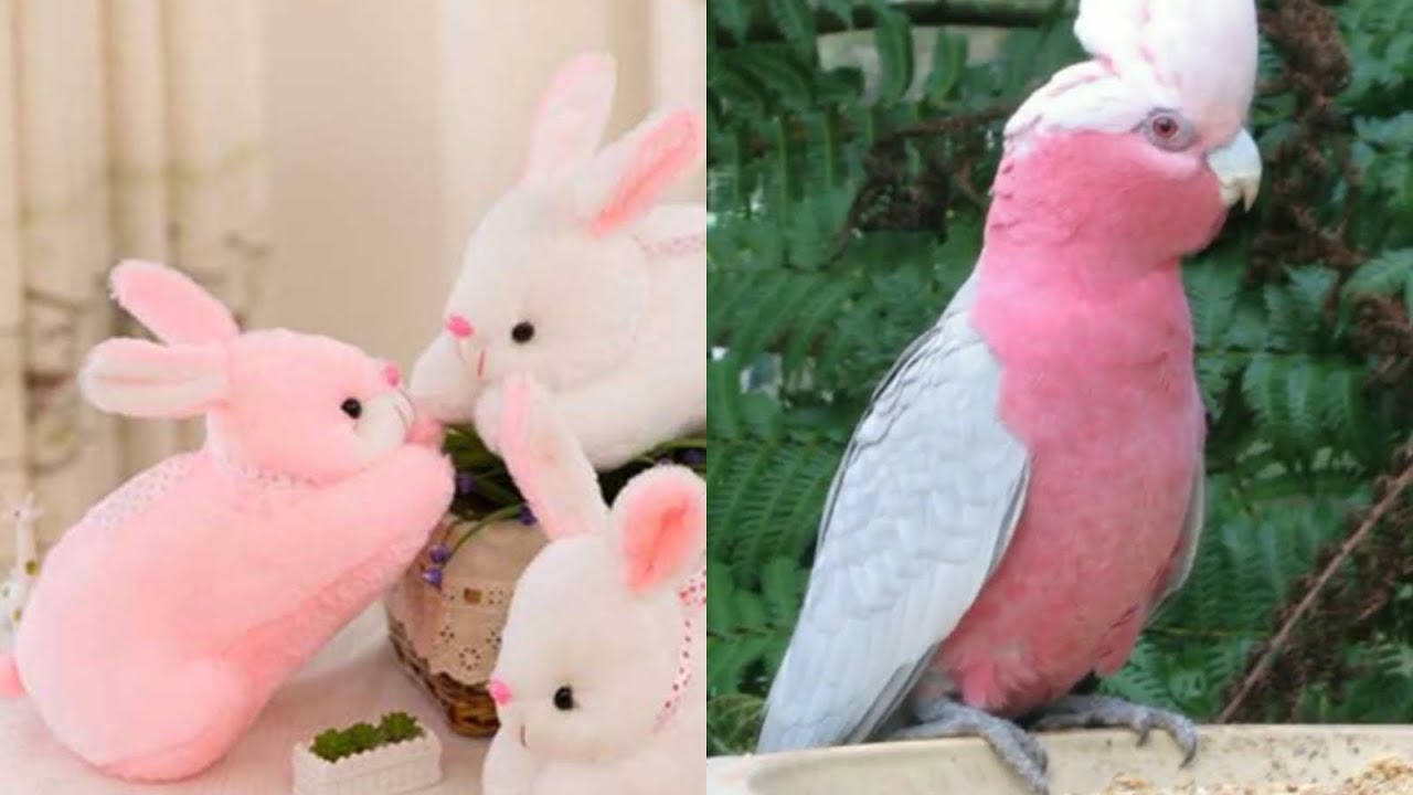 Aww so cute baby pink animals 💕. _Aww animals. - YouTube