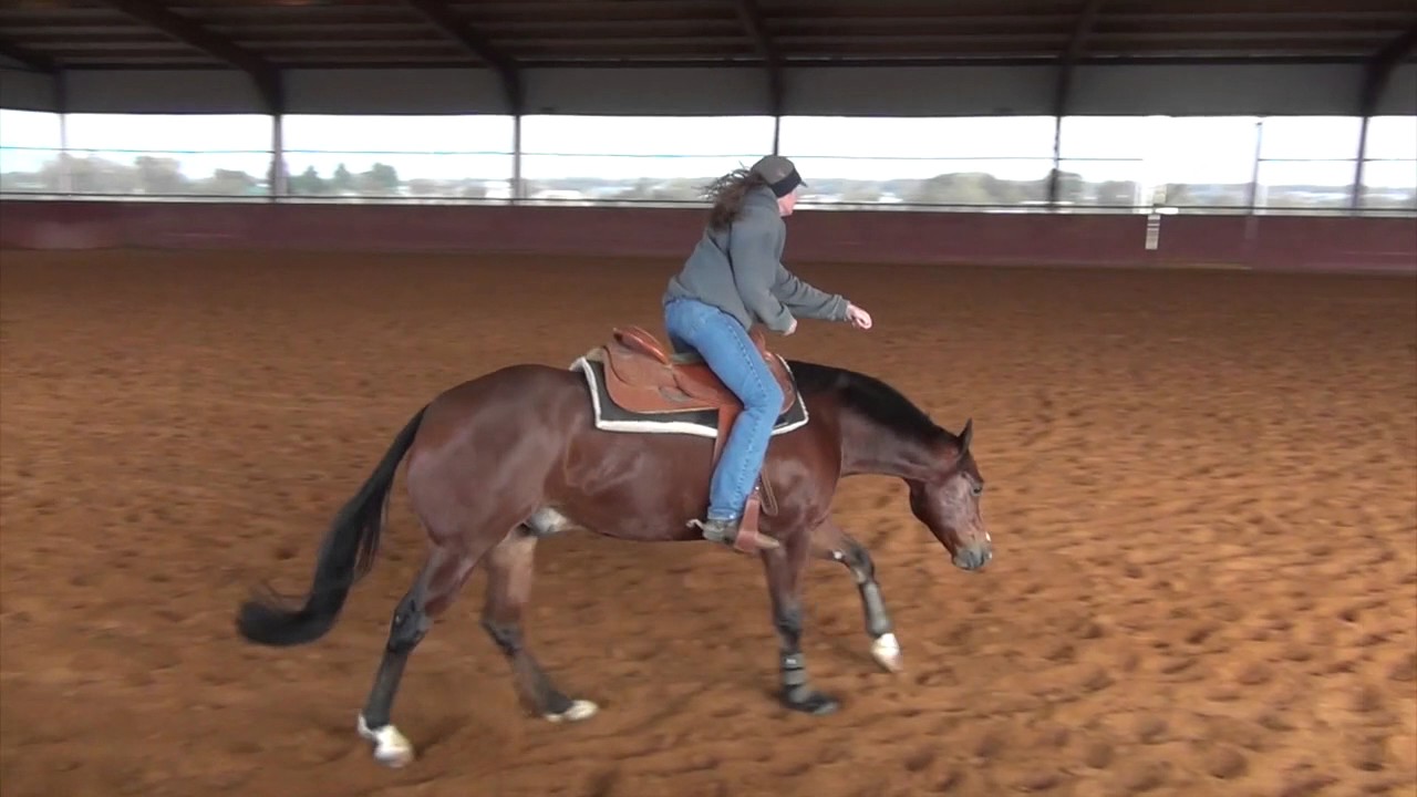 Bridleless compilation of horses represented by Spin City Reiners - YouTube