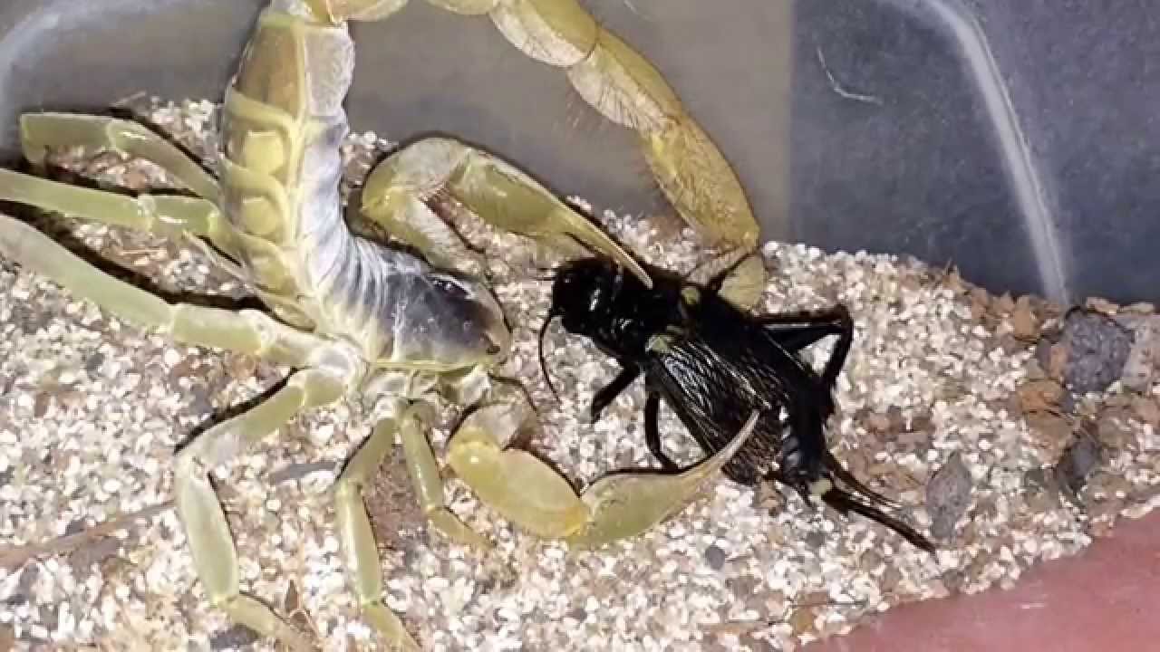 Scorpion feeding video 18 - YouTube