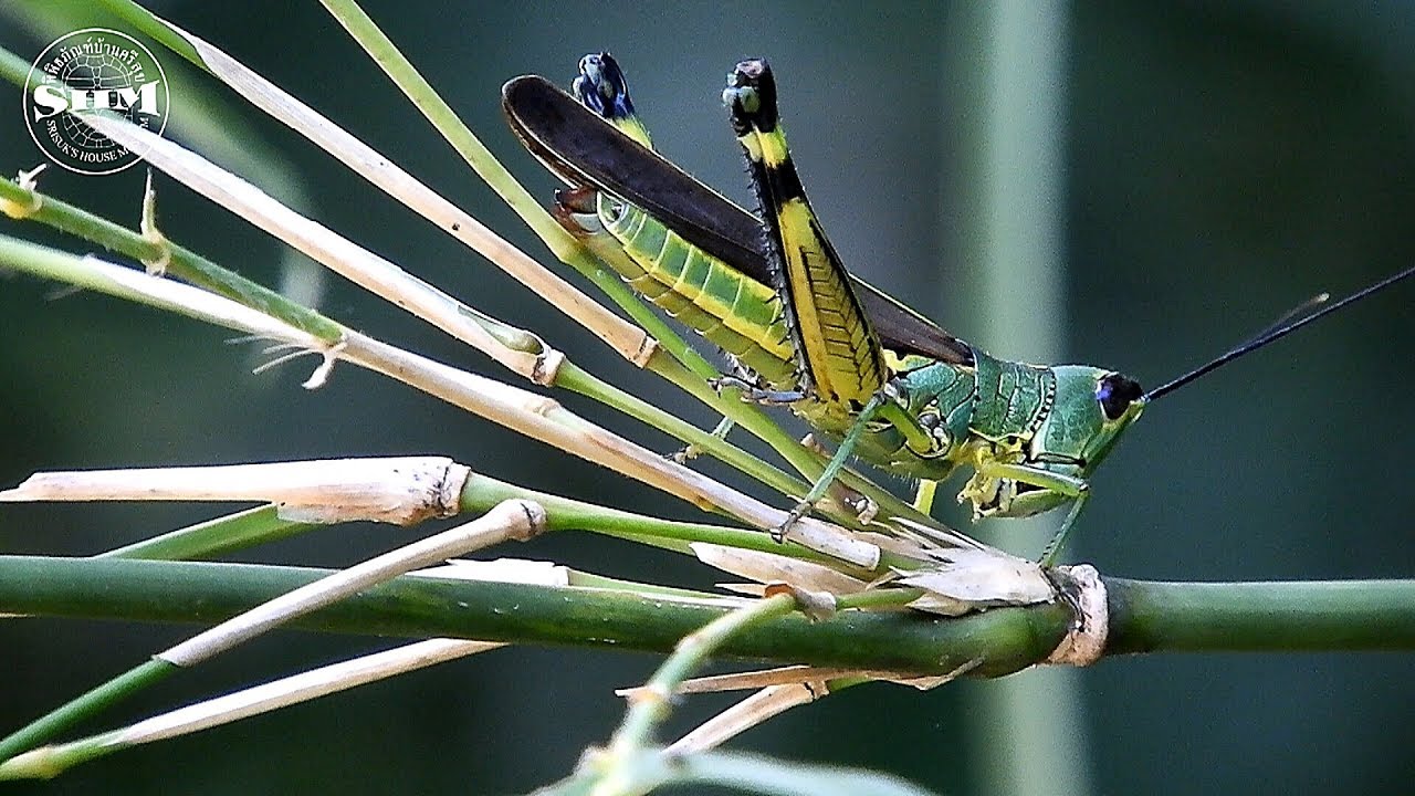 ตั๊กแตนไผ่ Yellow-spined Bamboo Locust - YouTube
