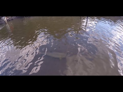 Chinook/King salmon fishing at Samish river. - YouTube