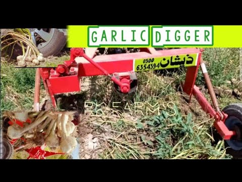 Garlic Digger with Dig Garlic// - YouTube