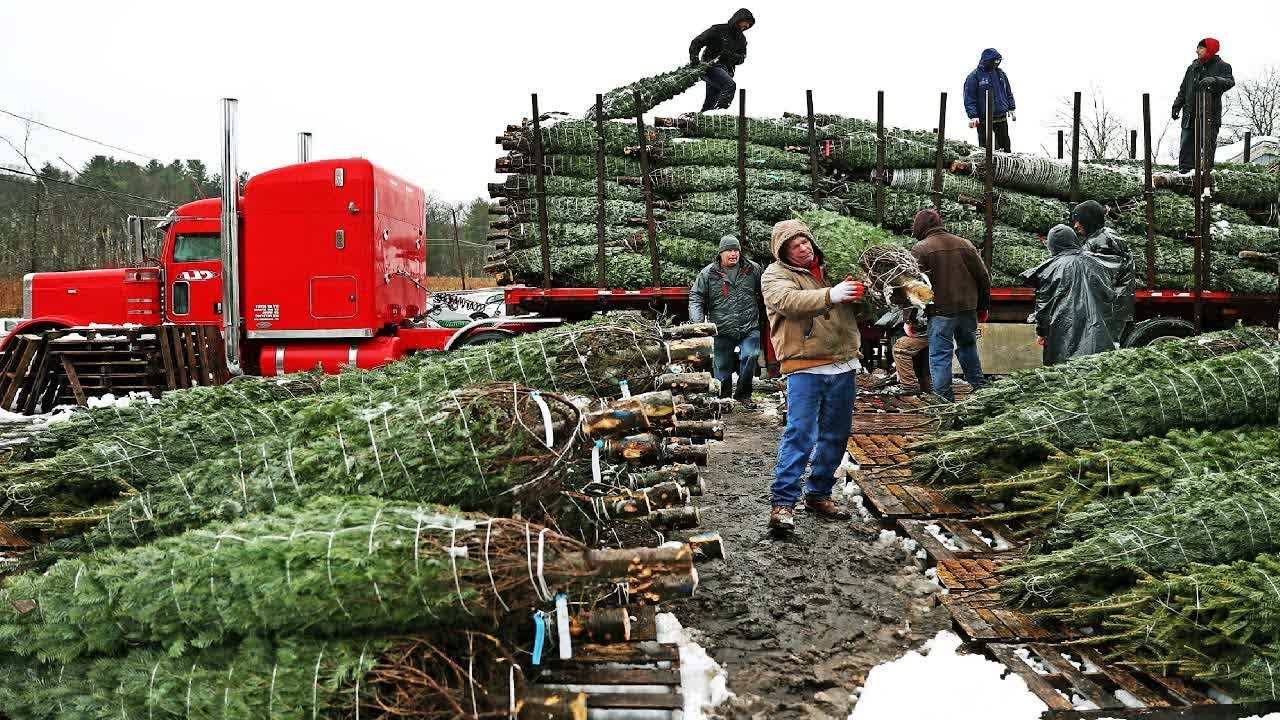 How Christmas Tree Farming and Harvesting - Christmas Tree Farm ...