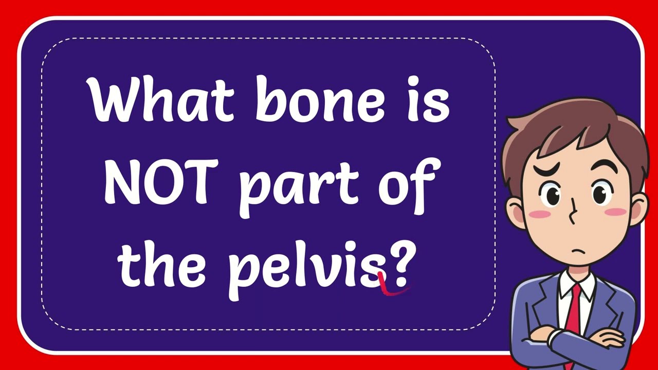 What Bone Is NOT Part Of The Pelvis YouTube What Bone Is NOT Part Of The Pelvis YouTube