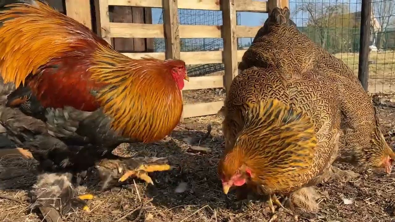 Gold partridge Brahma - YouTube
