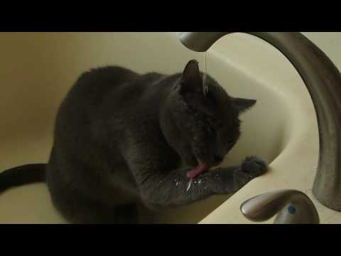 boycatt en buvant