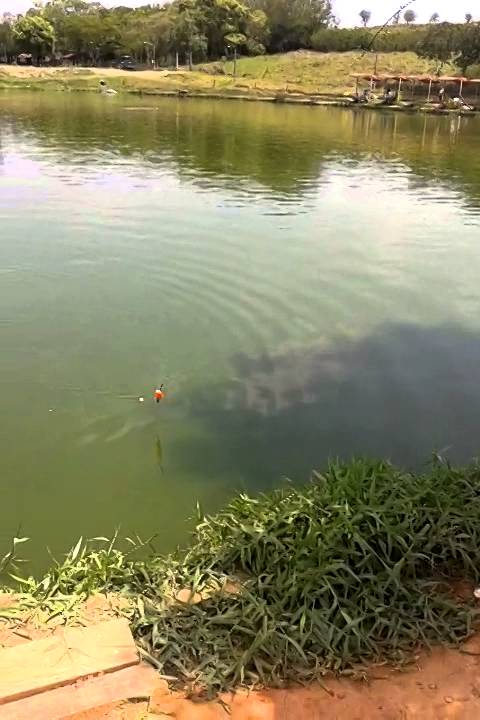 Pesqueiro boitupesca pescador luiz - YouTube