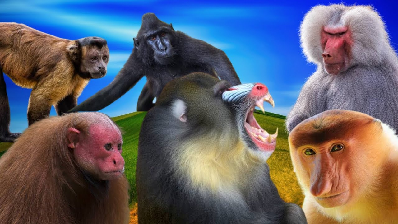 Learn 20+ Types of Monkeys and their Names| Kids Learning Videos ...