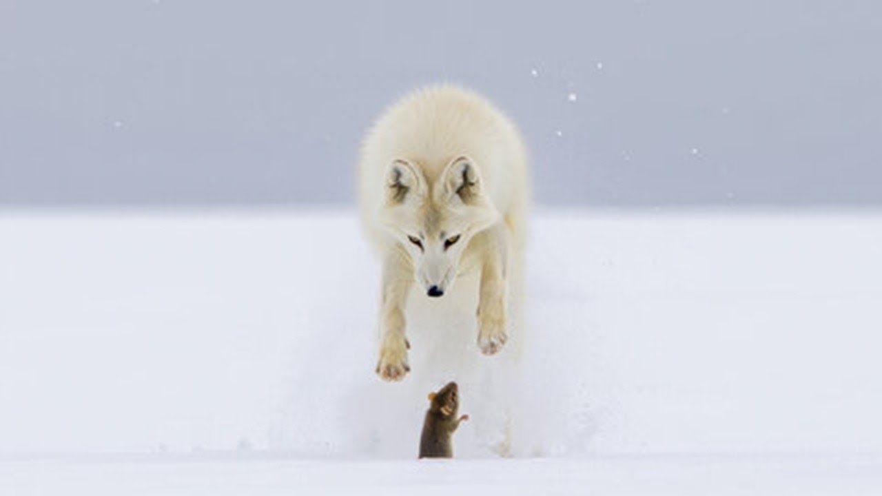 Foxes Diving Head First in to Snow | Artic Foxes - YouTube