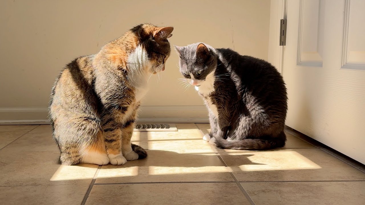 A Timelapse of Cats in a Sunspot - YouTube