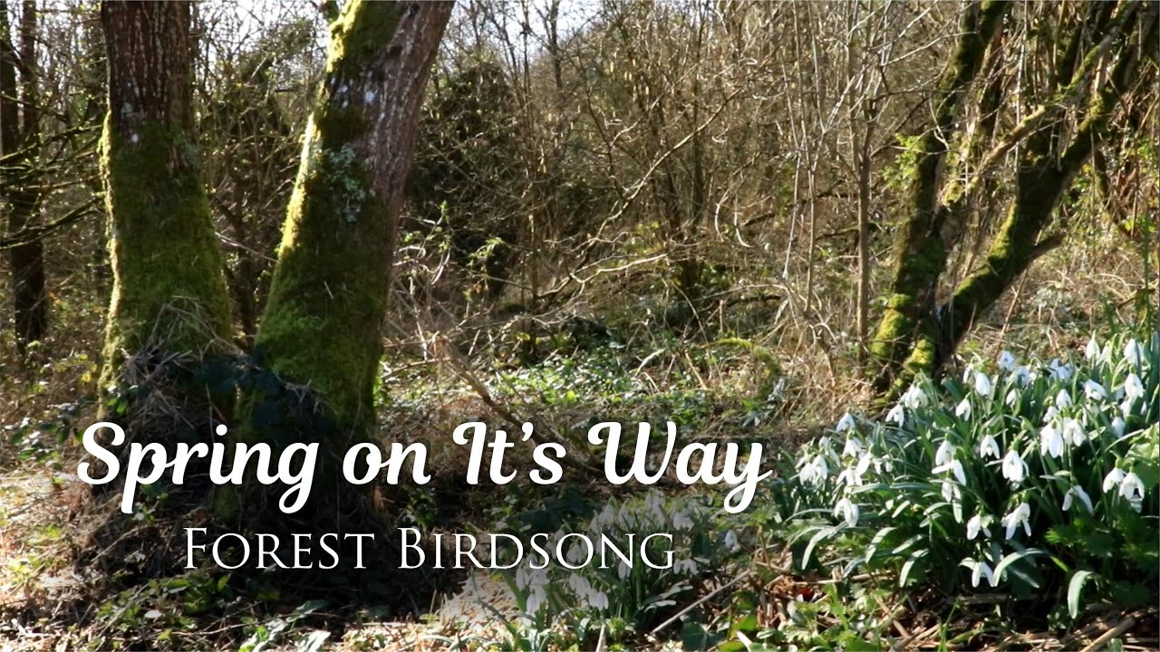 Early Spring Forest Ambience with Snowdrops Flowers | Birds Singing for ...