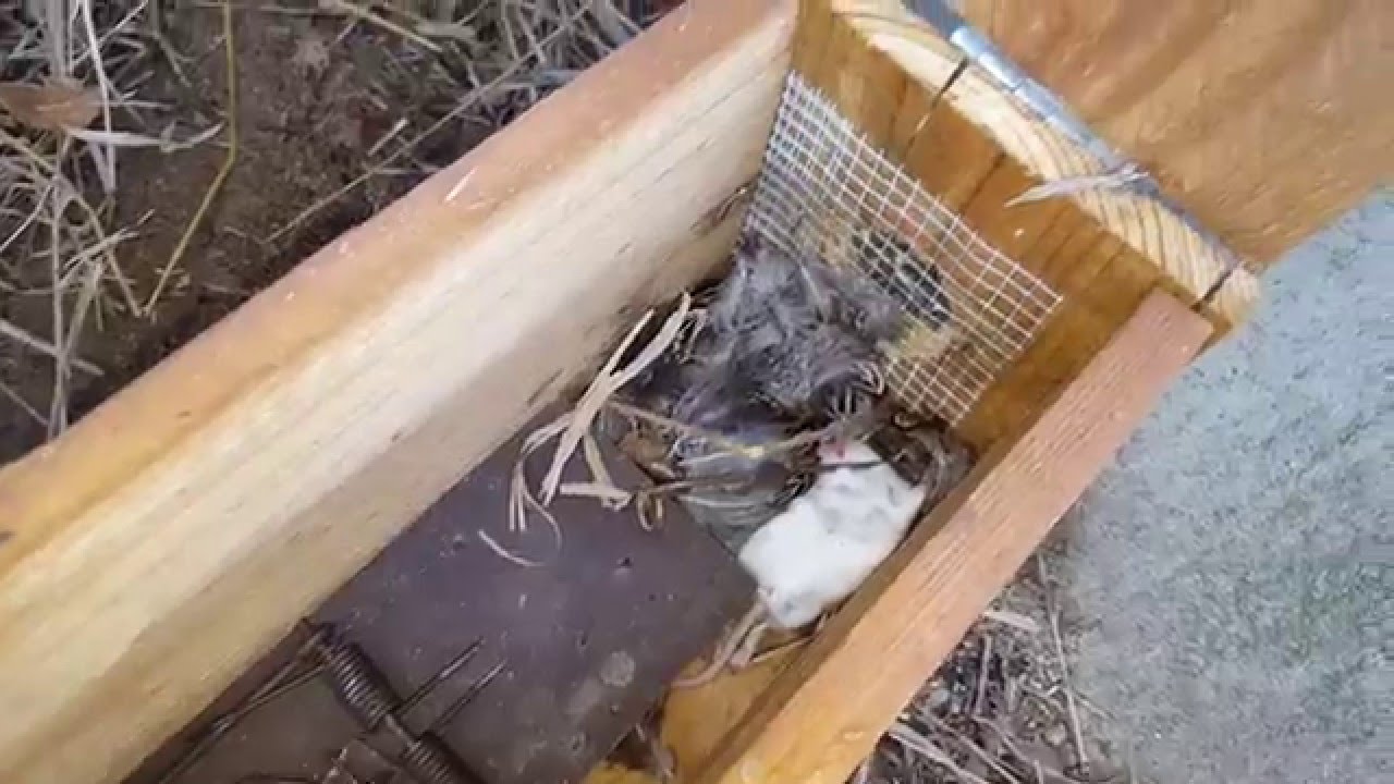 Snaring rabbits 2015 with bonus weasel - YouTube