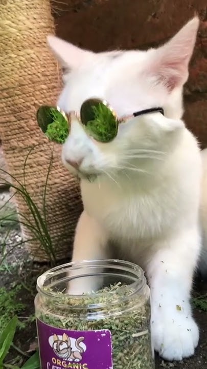 ¿Qué hace el catnip en los gatos? ¡Así reaccionan! #shorts #gatos #cats #gatosgraciosos - YouTube