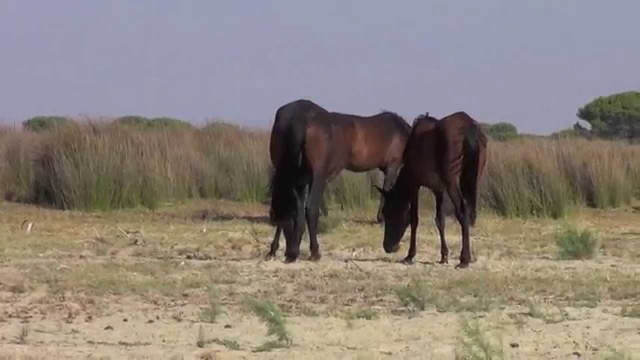 Wild Horses - observing a stallion and his behavior in a band - YouTube