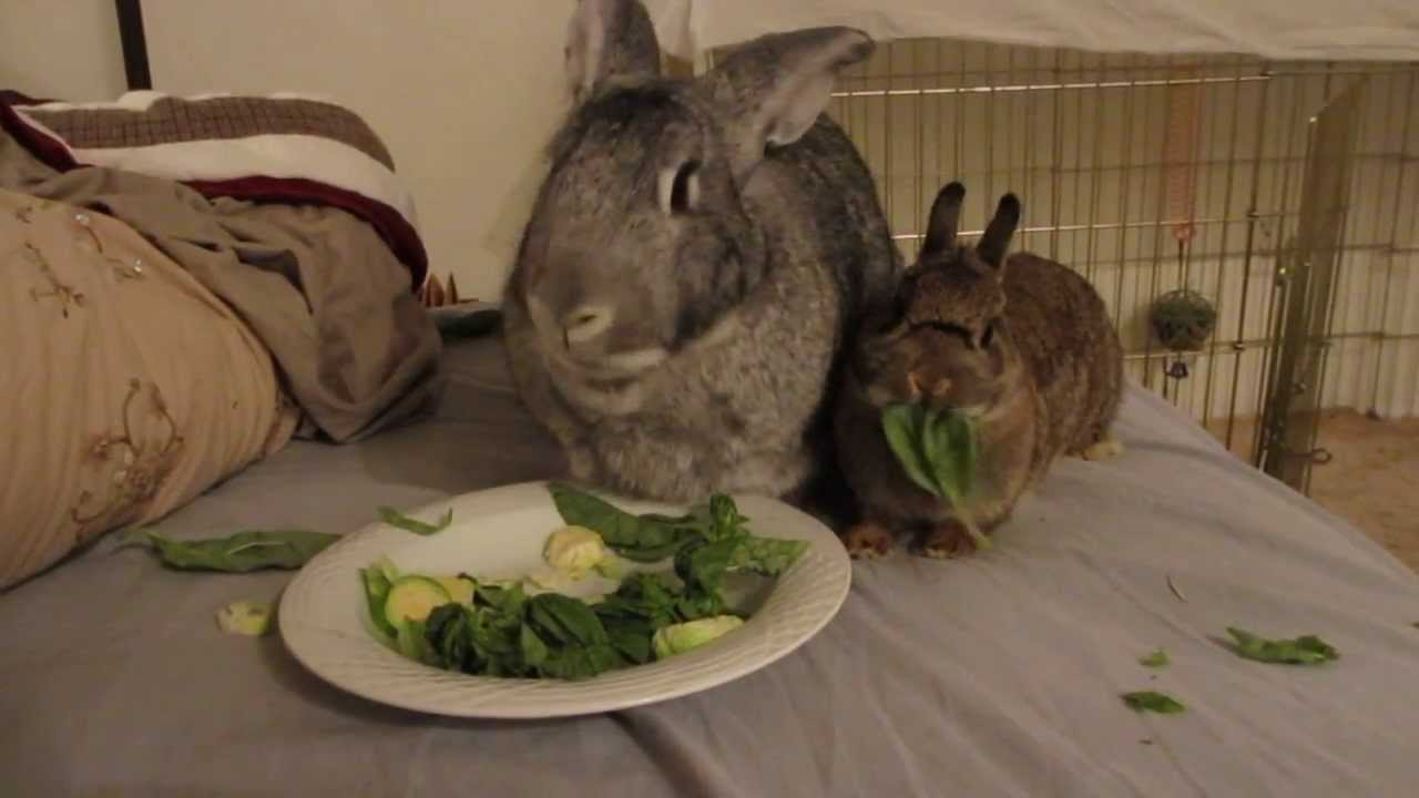 Cute Explosion - YouTube