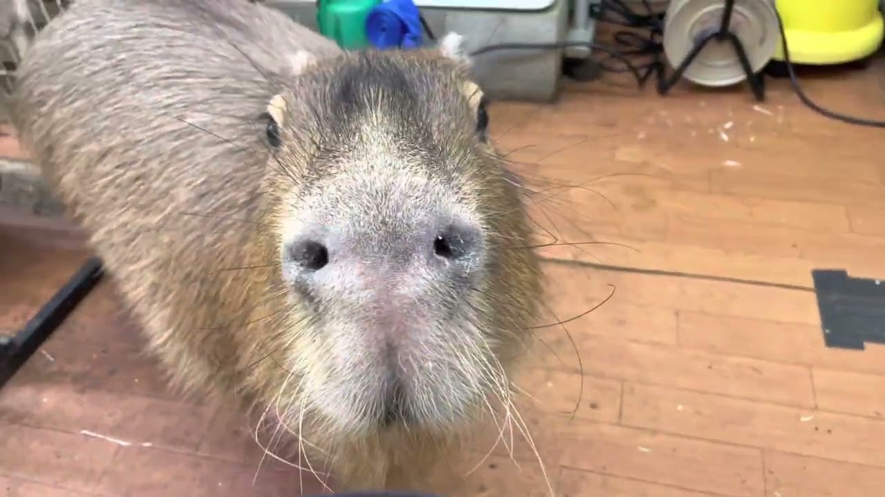 Morning Everybody Morning Capybaras - YouTube