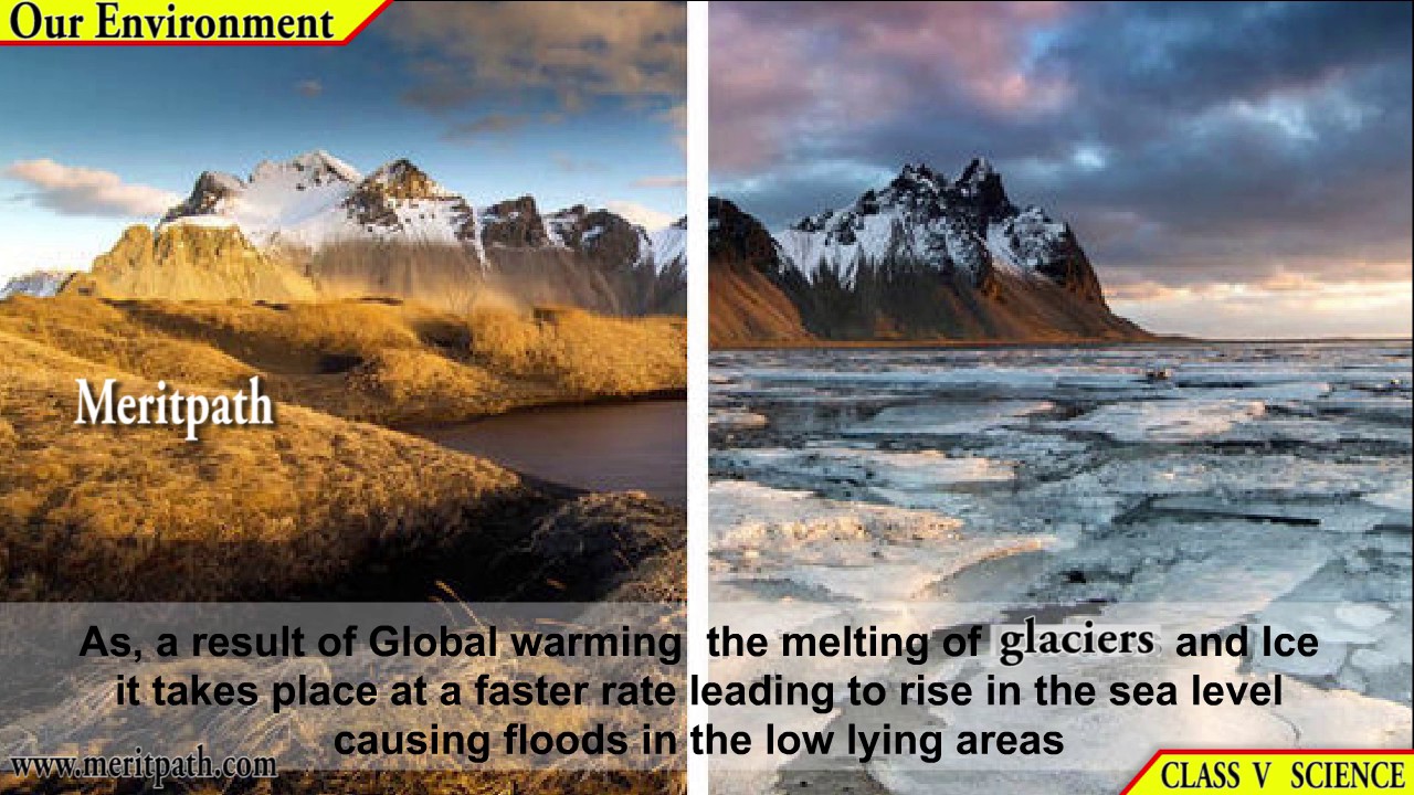 5 class V Science CBSE Our Environment - YouTube