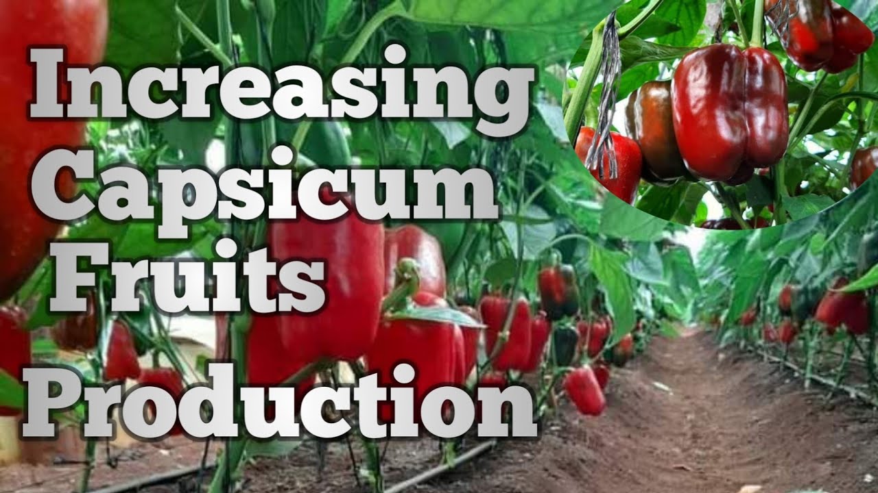 What to do to increase greenhouse Capsicum /sweet pepper fruits ...