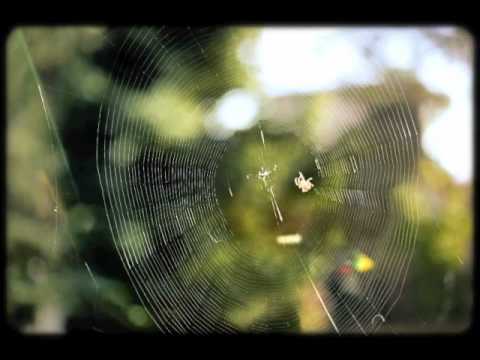 Spider Building a Web, Time Lapse, Abby Rose's Music - YouTube