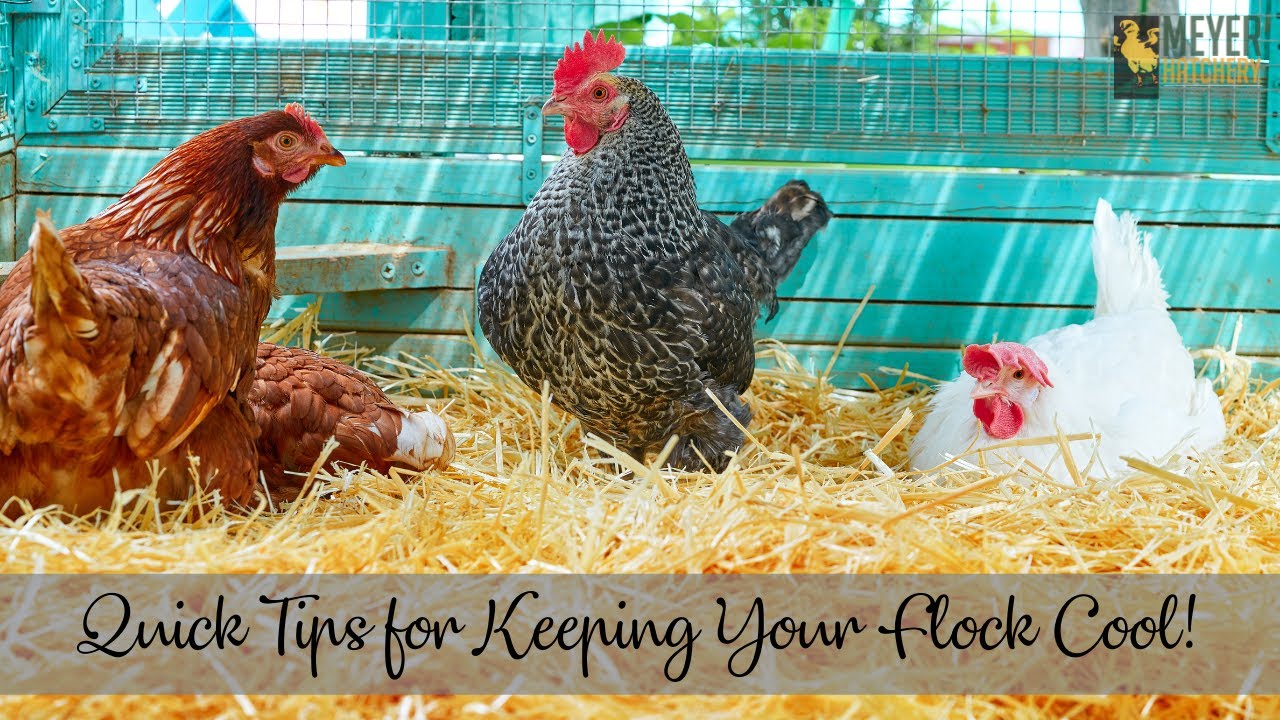 Tips for Keeping Your Chickens Cool! - YouTube