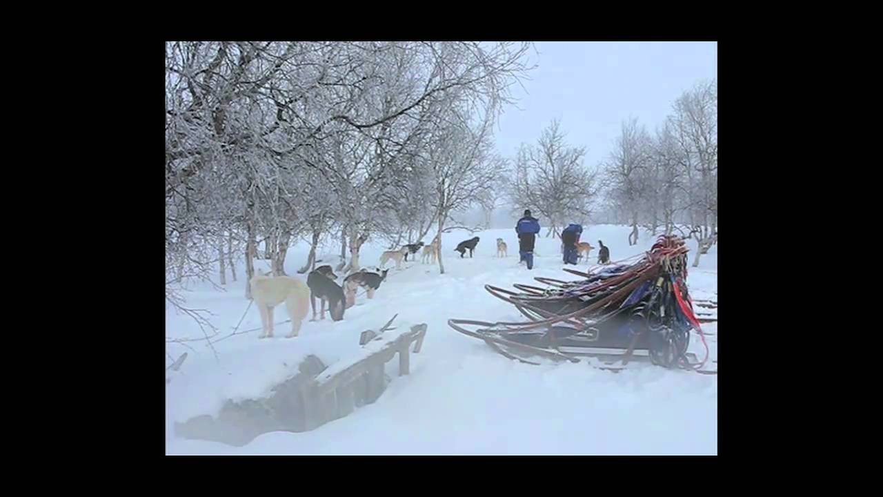 SNOW DOGS - working dogs in the Arctic - YouTube