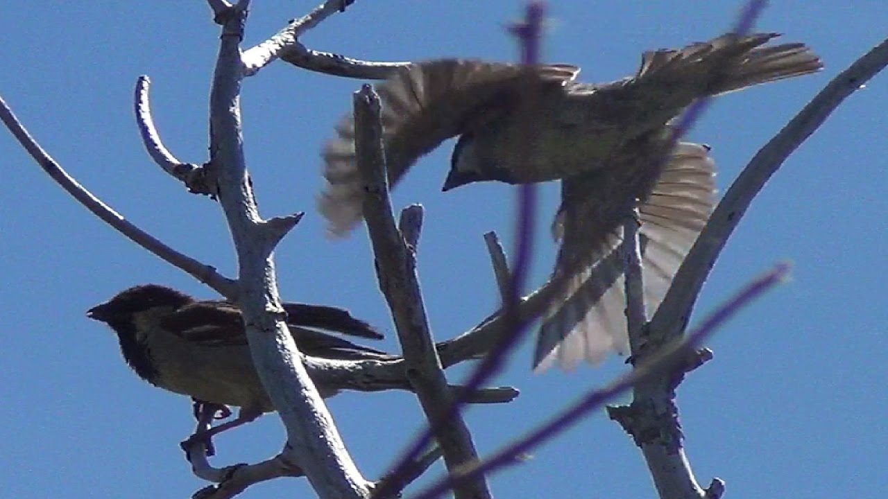 Sparrows Fighting - YouTube