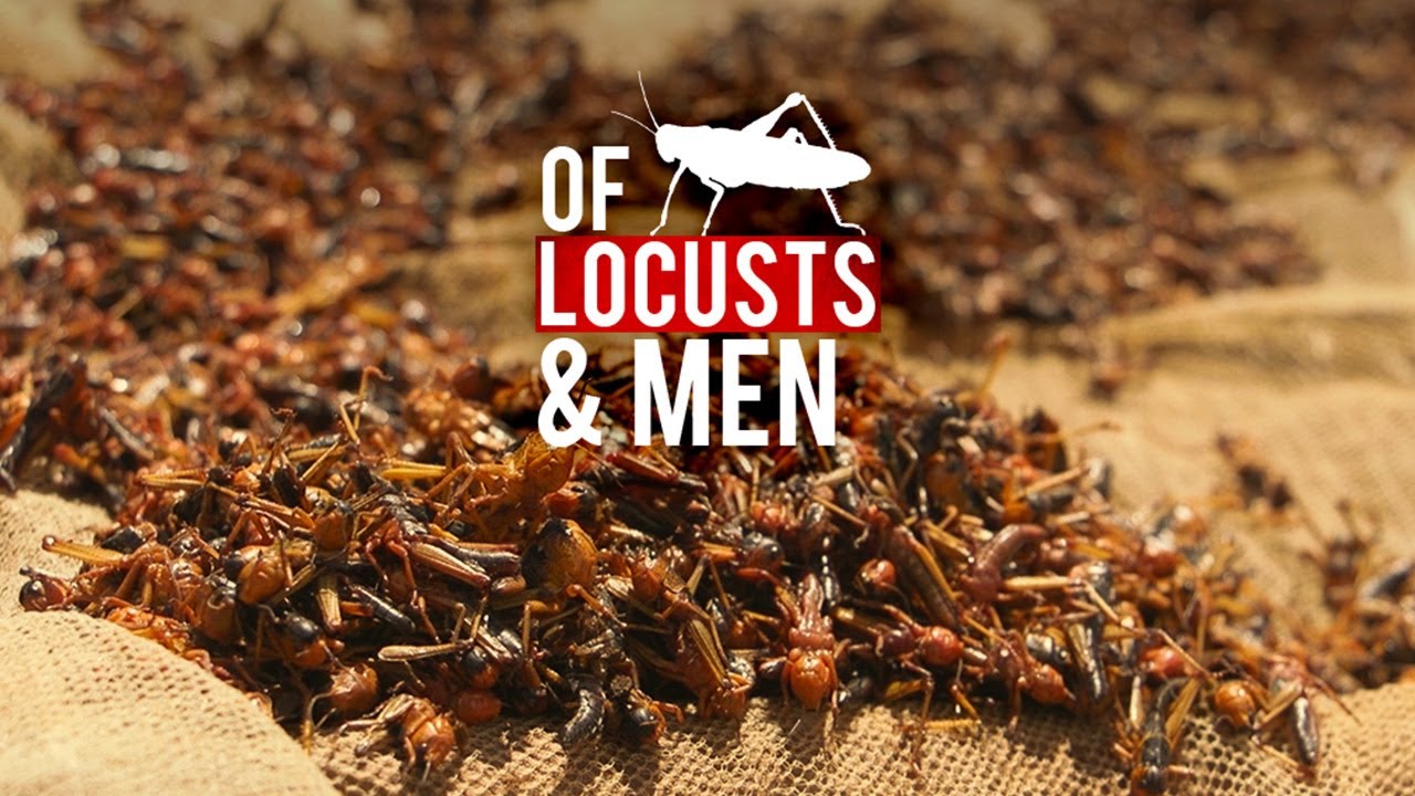 Of Locusts & Men Official Trailer: How were Madagascar’s locust swarm ...