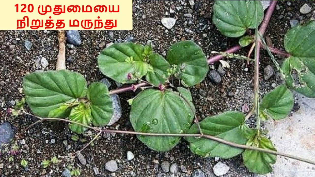 குப்பையாகக் கருதாதீர், முதுமையை நிறுத்த மருந்து வெளியே இல்லை, இது தான் ...