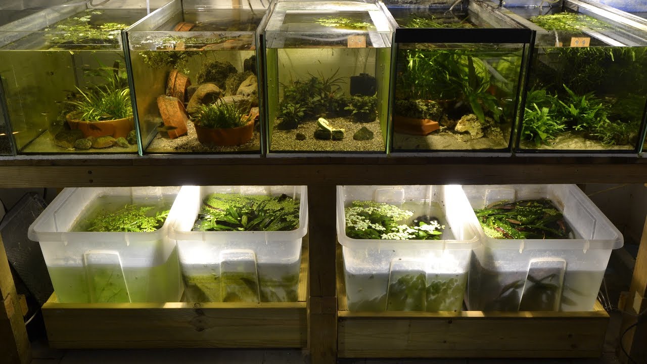 Fishroom Jan. 2020 Part 1 - YouTube