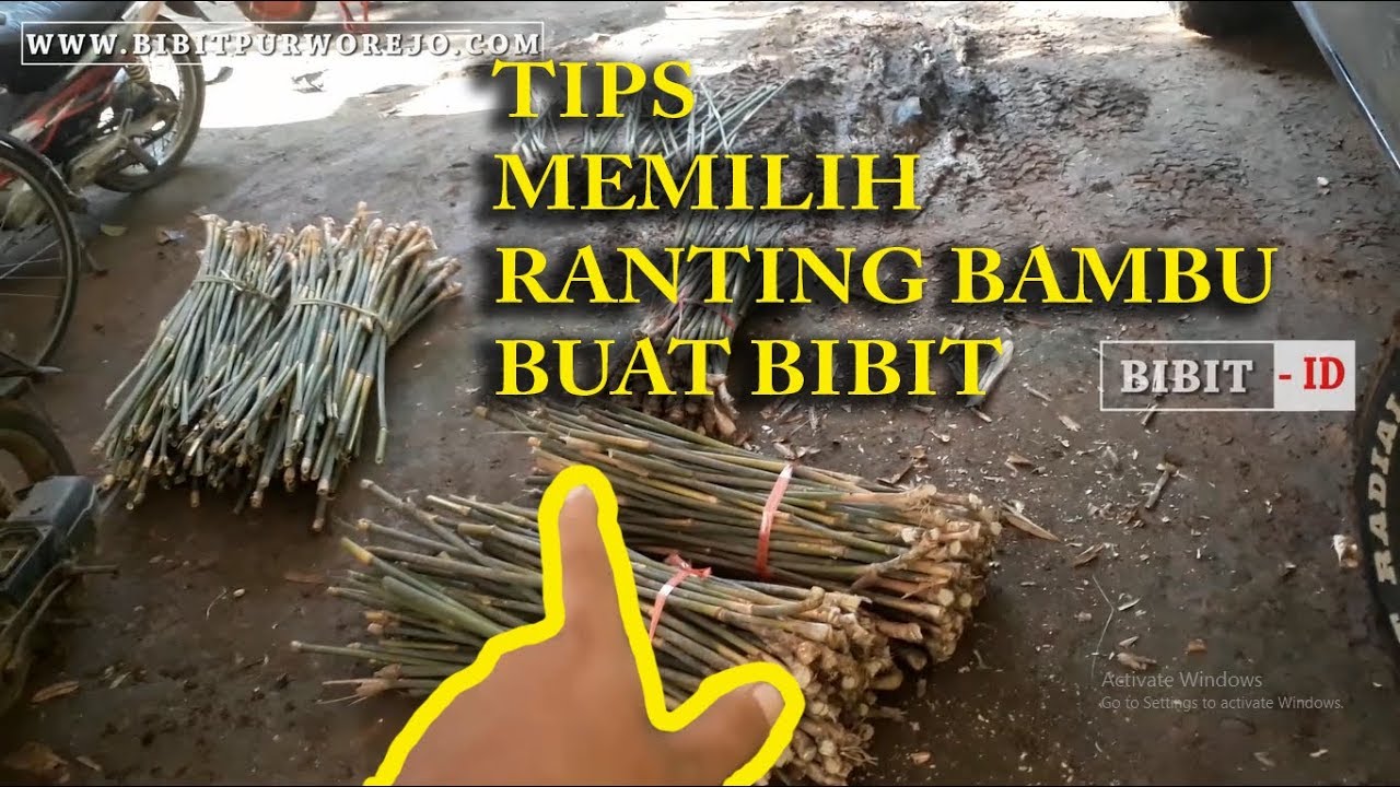 TIPS MEMILIH RANTING BAMBU APUS BUAT PEMBIBITAN - YouTube