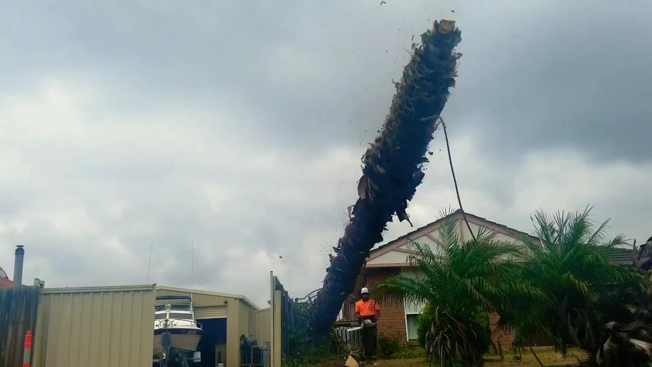 Free falling palm tree - YouTube
