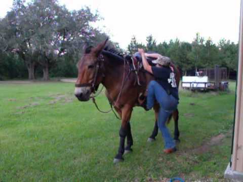 Vertically challenged trying to mount my big mule Jack - YouTube