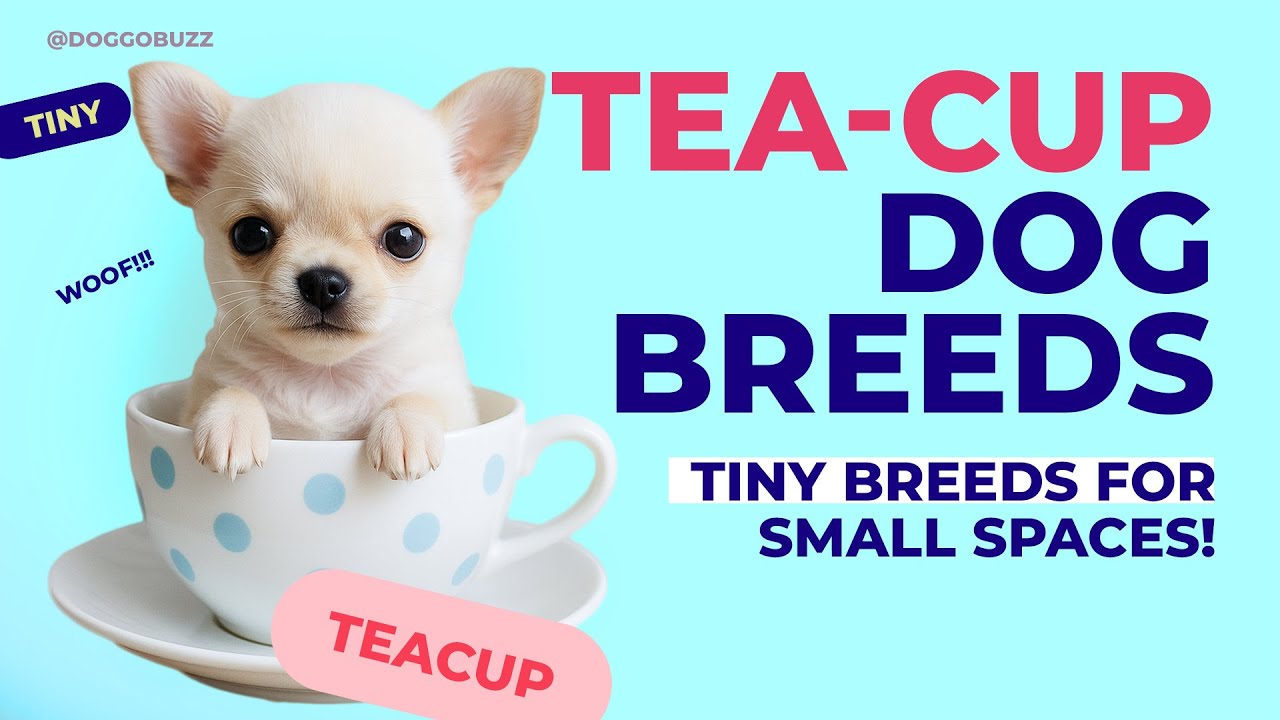 Teacup Dogs - Cute Miniature Dog Breeds | Teacup Puppies - YouTube