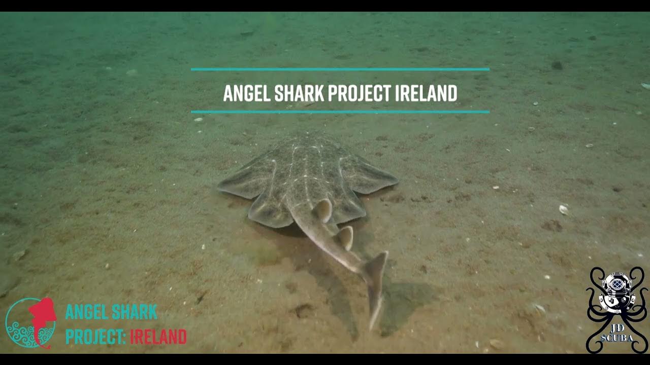 IEG Angel Shark Project Ireland Trailer - YouTube