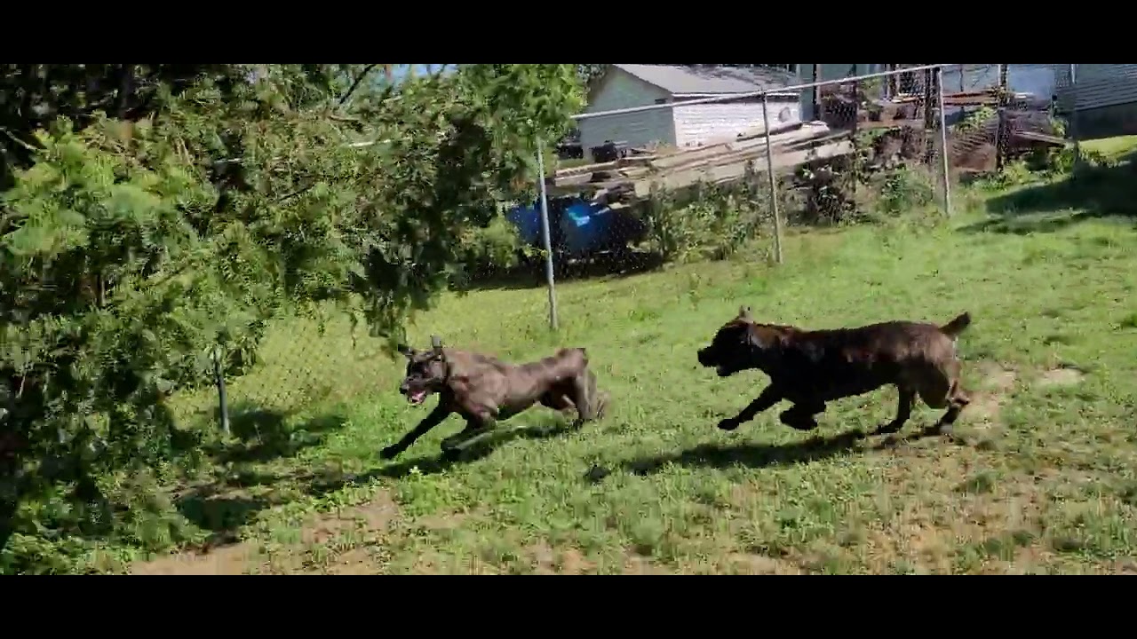 Boerboel & Serbian Defense Dog, puppy playing - YouTube