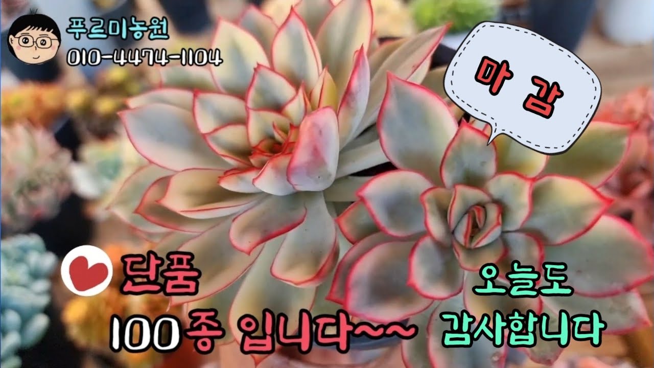 ๐ค๋ถ๊ธ~๋จํ100์ข
์
๋๋ค~ ๋ค์กํ๋งค๋ค์ก์๋ฌผ๋ฐ๋ ค์๋ฌผ๋น๋ฐ์์์ฒญ์ฃผ๋ค์ก์ถฉ๋ถ๋ค์ก๋์ ๋ค์ก๊ธฐ์จ์ฐจ๊ณต๊ธฐ์ ํ์๋ฌผ ์ฒ์๋ค์ก์์ฑ