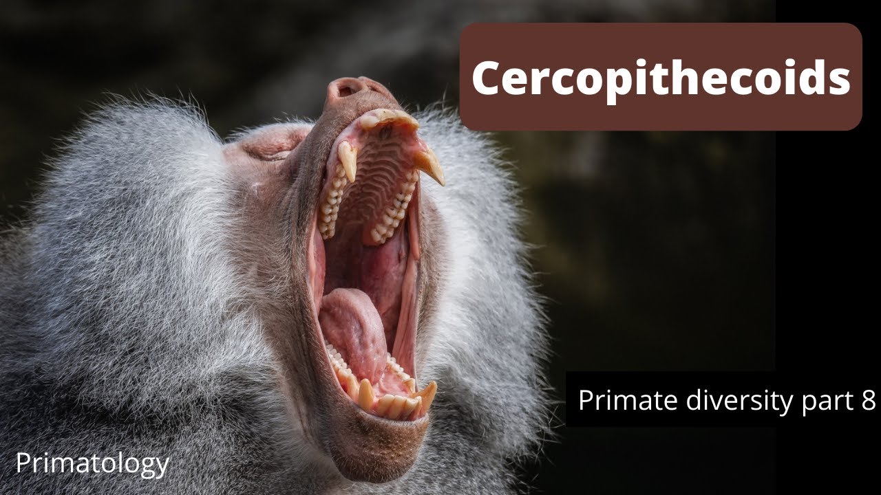 Cercopithecoids - YouTube