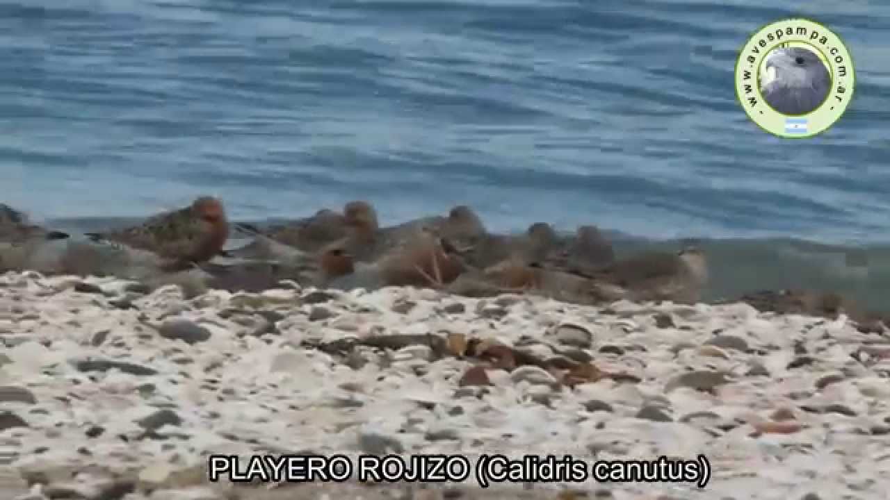 PLAYERO ROJIZO (Calidris canutus) - YouTube