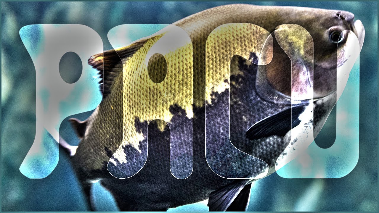 O PEIXE PACU E SUAS ESPECIES - YouTube