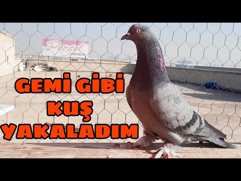 GEMİ GİBİ GÜVERCİN YAKALADIM. TAKLACI KÜMESİ YAPIYORUM .