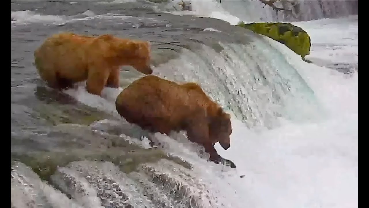 07 Jul 2024: 28E watches as 402 slips off the lip (explore.org) - YouTube