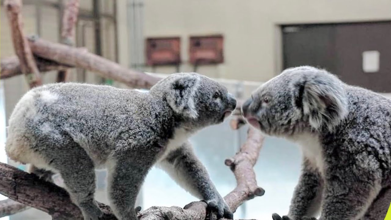 Koalas: Dandelion & Mom Dimples Almost Fall - YouTube