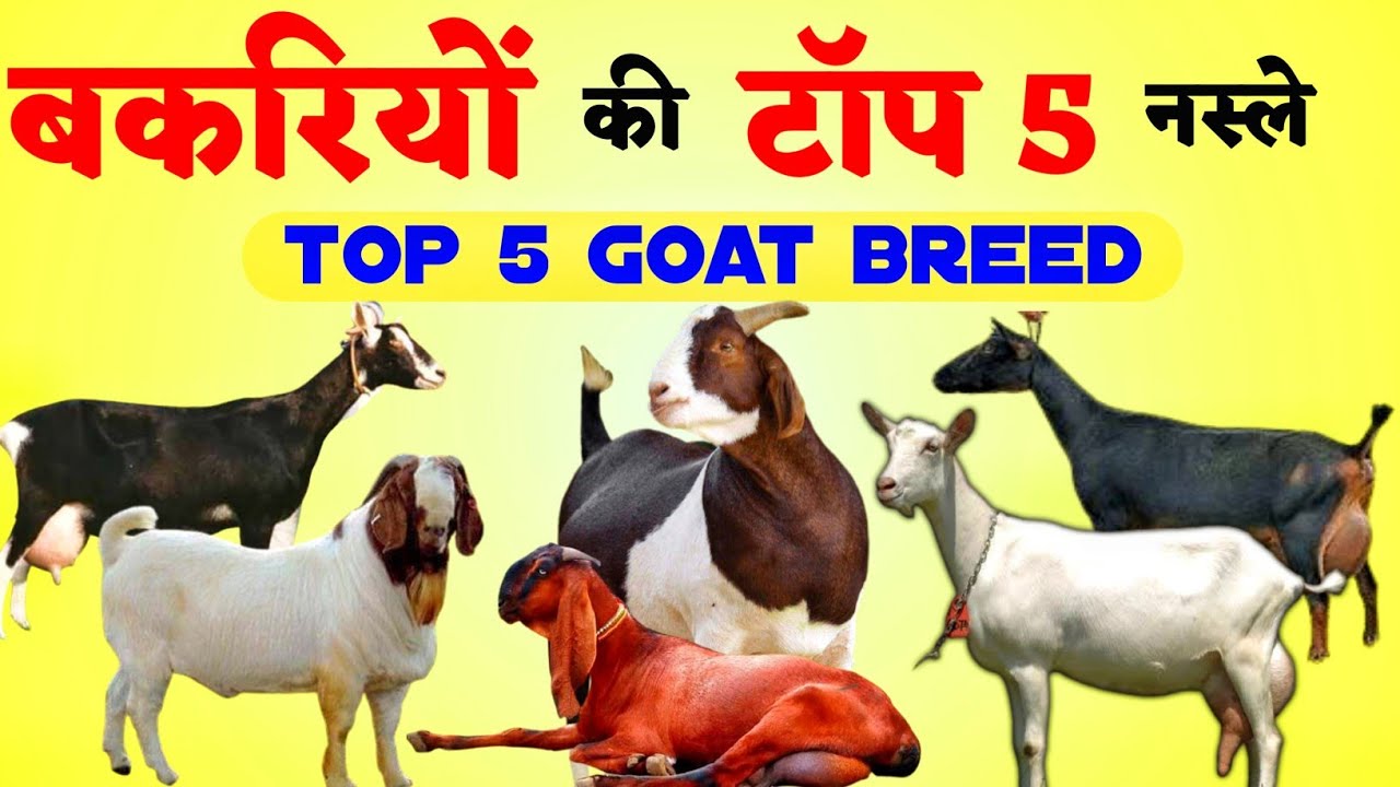 भारतीय बकरियों की टॉप 5 नस्लें | goat farming | sirohi goat | bakri ...