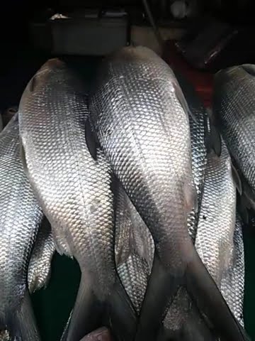 Pambansang isda sa pilipinas fresh Bangus/#short /#titascalisovlogtv ...