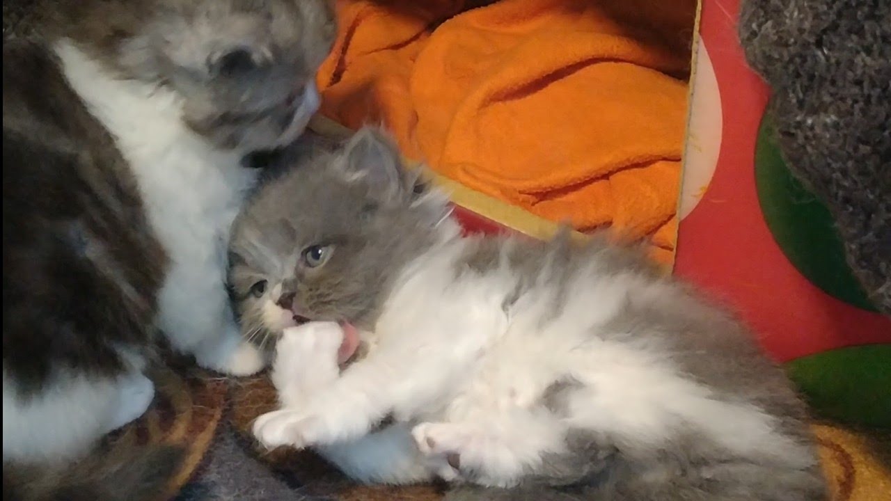 New Born Kittens Are One Month Old , A Month Of Pure Joy - YouTube